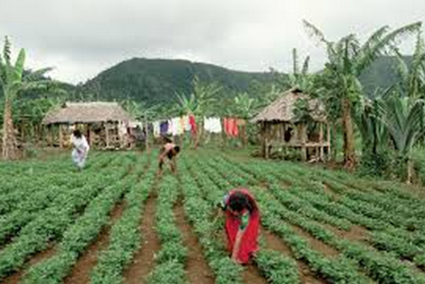 Agriculture in Samoa: changing farmers mindset is only one part of the ...